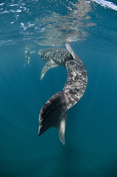 Requin-baleine : La plus belle destinations pour le voir ! - Office ...